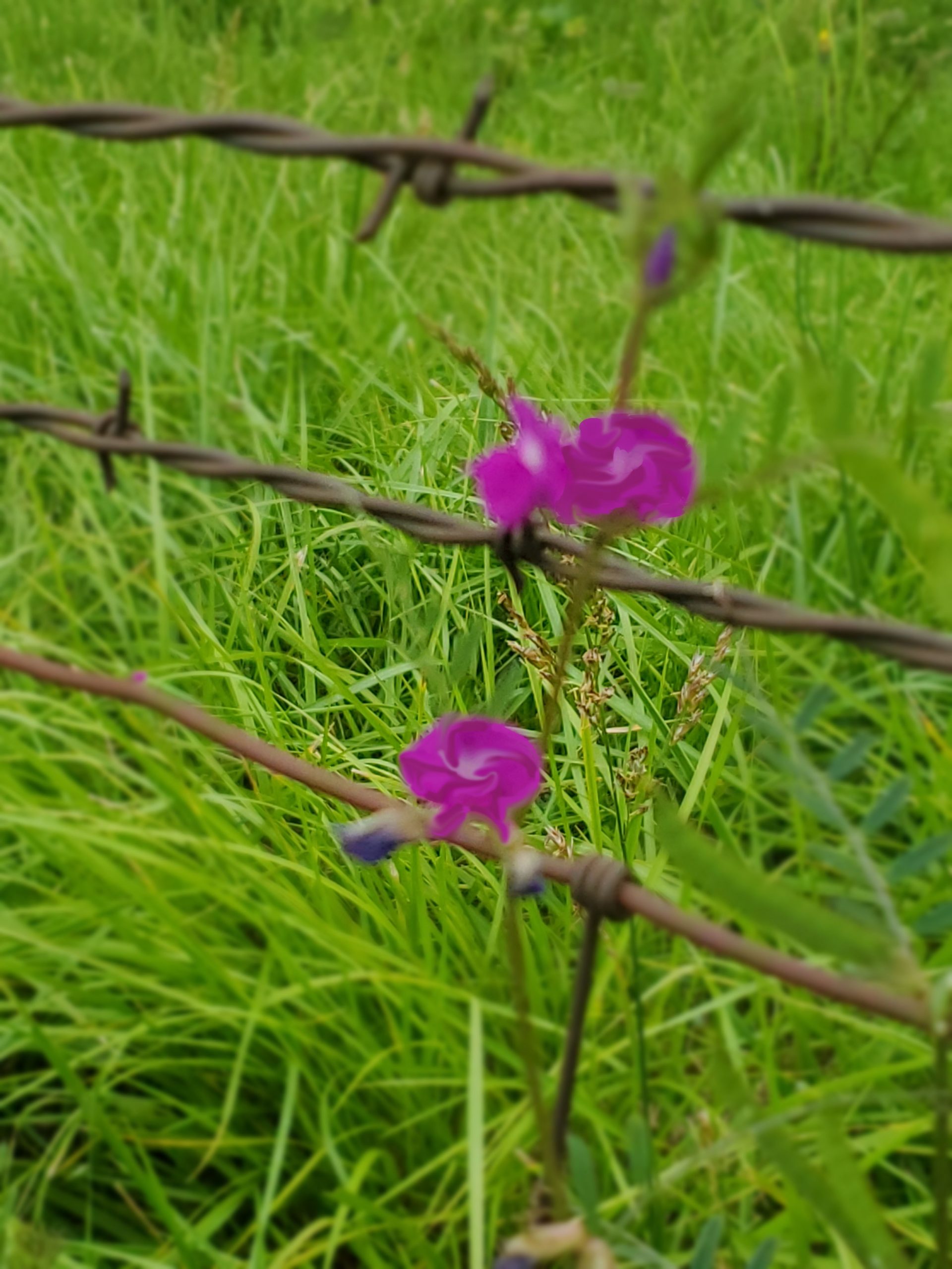 On the Same Side of Barbed Wire – The Poetry Marathon